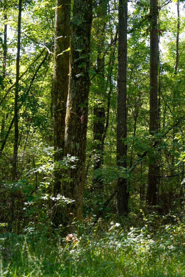296 Acres, Leake County, MS – Backwoods Land Company