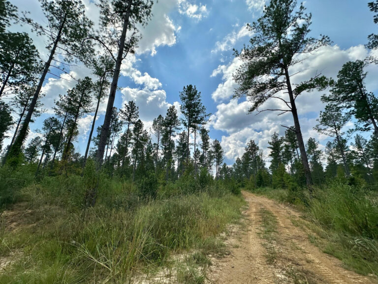 1431 Acres, Hinds County, MS – Backwoods Land Company
